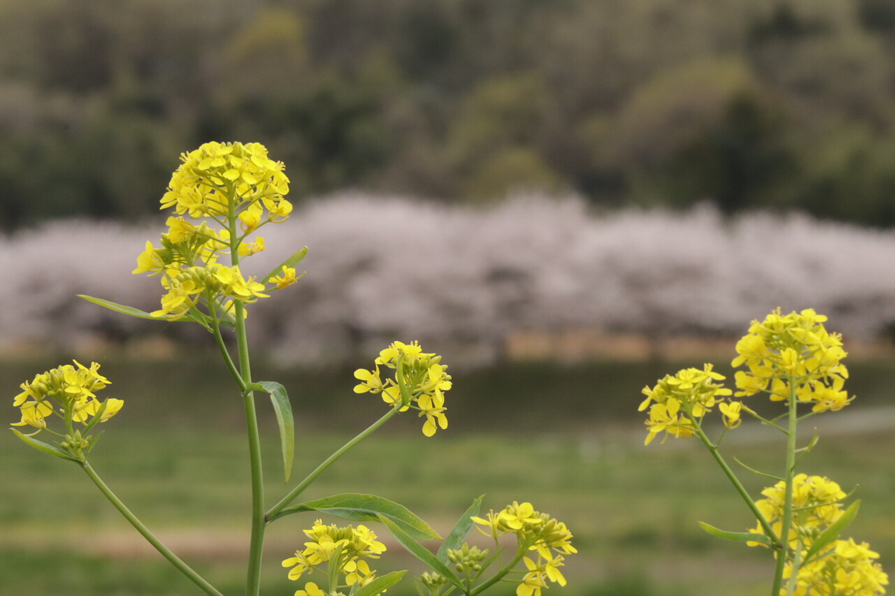万願寺川堤散策-2021-04-03 / lavieさんのウォーキングの活動データ | YAMAP / ヤマップ
