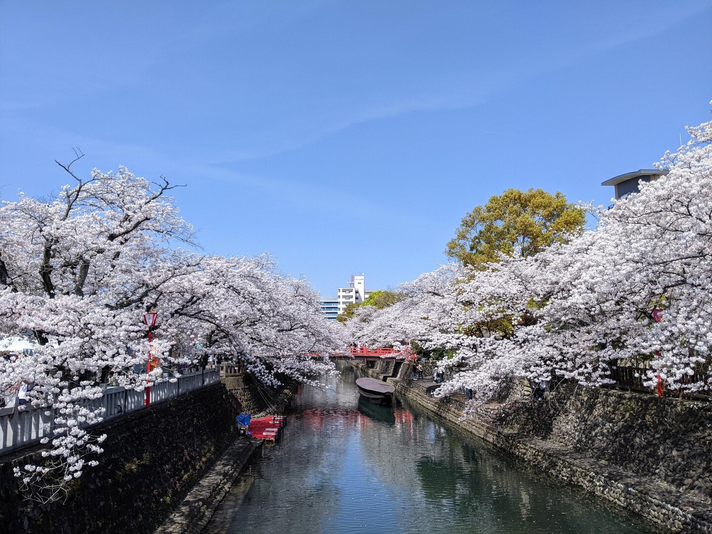 今日はまったりの大垣船町川湊の花見でした... / ゆうziさんのモーメント | YAMAP / ヤマップ