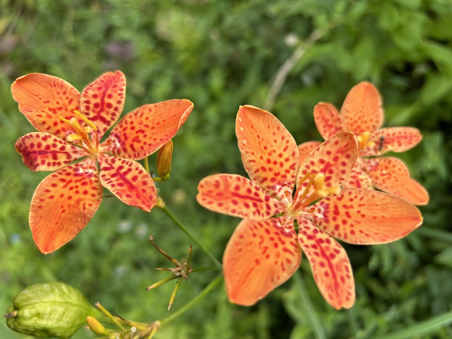 お花便りR5-32 久しぶりのまとまった... / kaizaさんのモーメント | YAMAP / ヤマップ