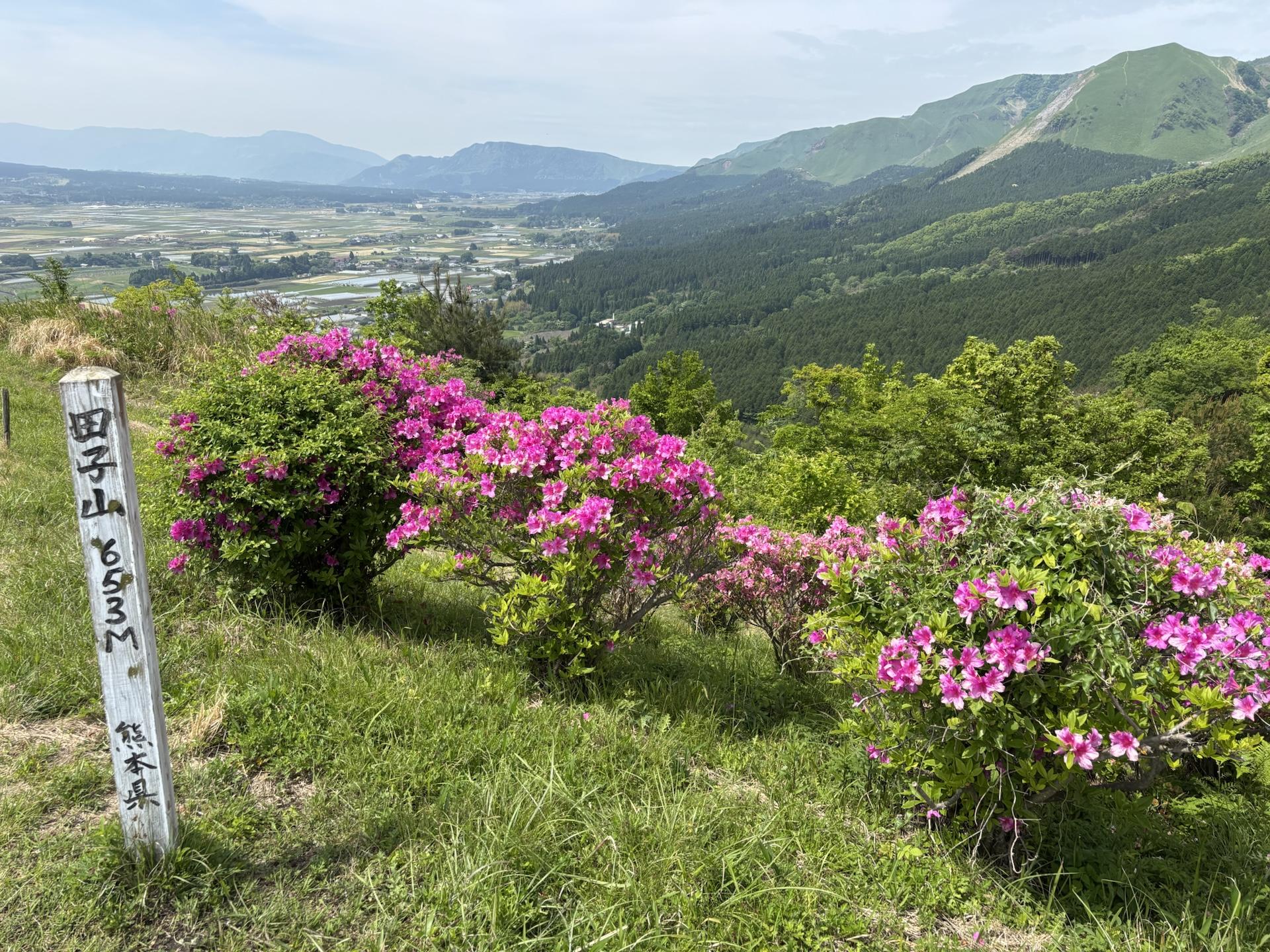 花よりヤギが気になった日🐐 / key_ko86さんの田子山の活動データ | YAMAP / ヤマップ