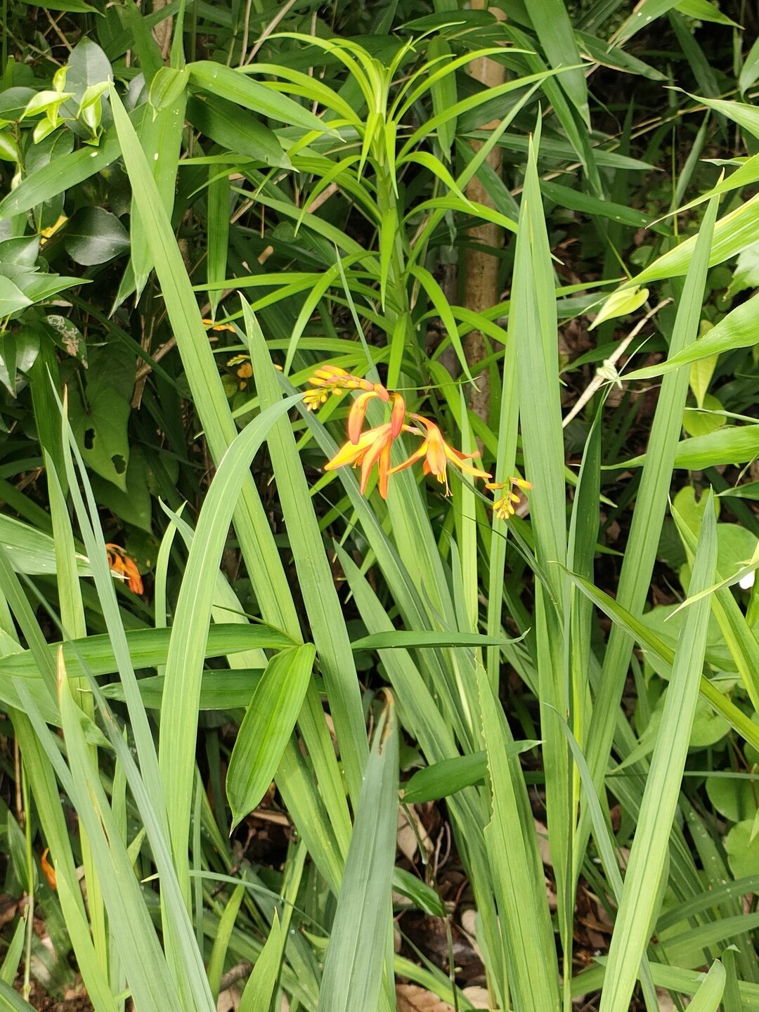 道樹山ピストン / mocchiさんの春日井三山・弥勒山・大谷山・道樹山の活動データ | YAMAP / ヤマップ