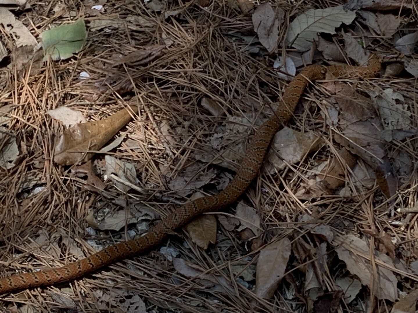 湖西連峰・石巻山・坊ヶ峰-2020-04-05 / Kumagoro さんの坊ヶ峰・石巻山・神石山・葦毛湿原の活動データ | YAMAP / ヤマップ