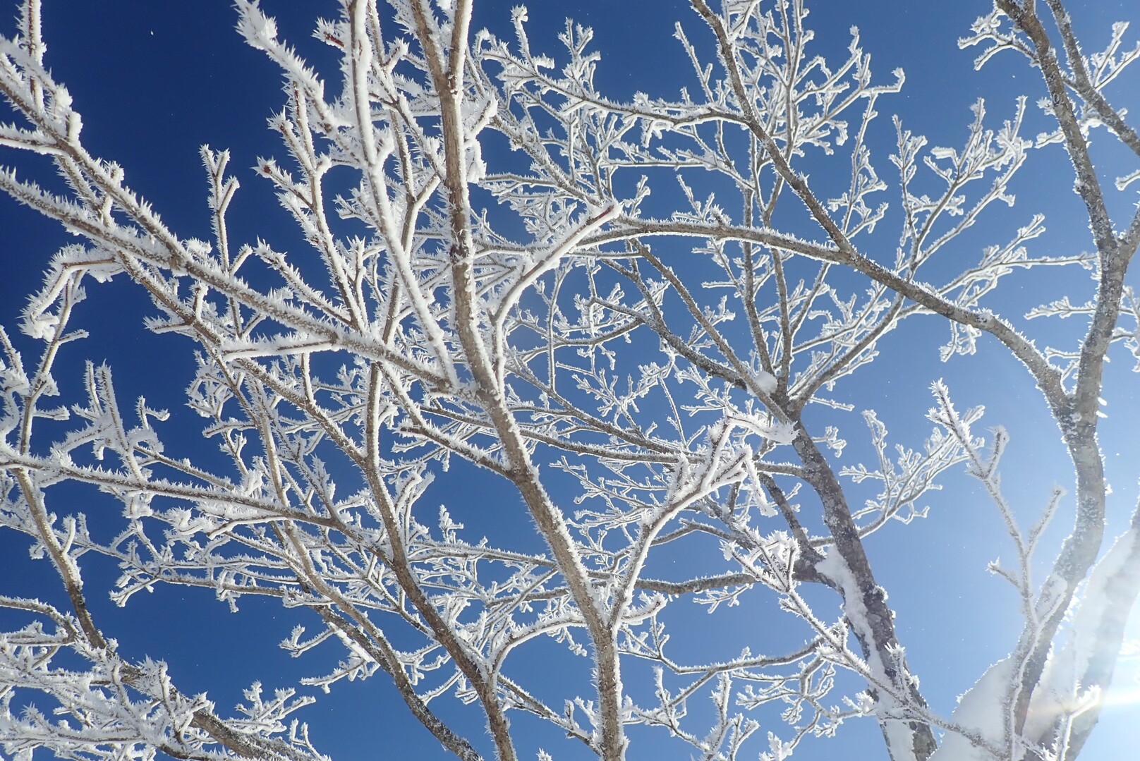 霧氷 と青空 恐羅漢スノーパーク⛷️ / koroさんの恐羅漢山の活動データ | YAMAP / ヤマップ
