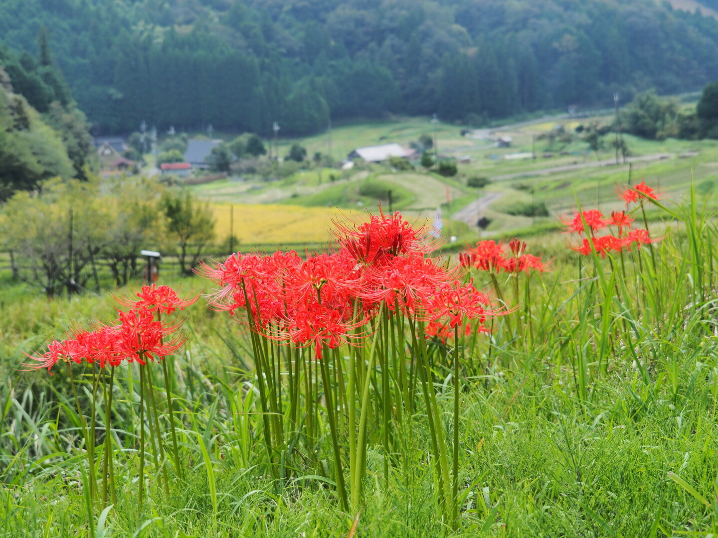 大江町 毛原の棚田の秋 / Lagotis Glaucaさんのモーメント | YAMAP / ヤマップ