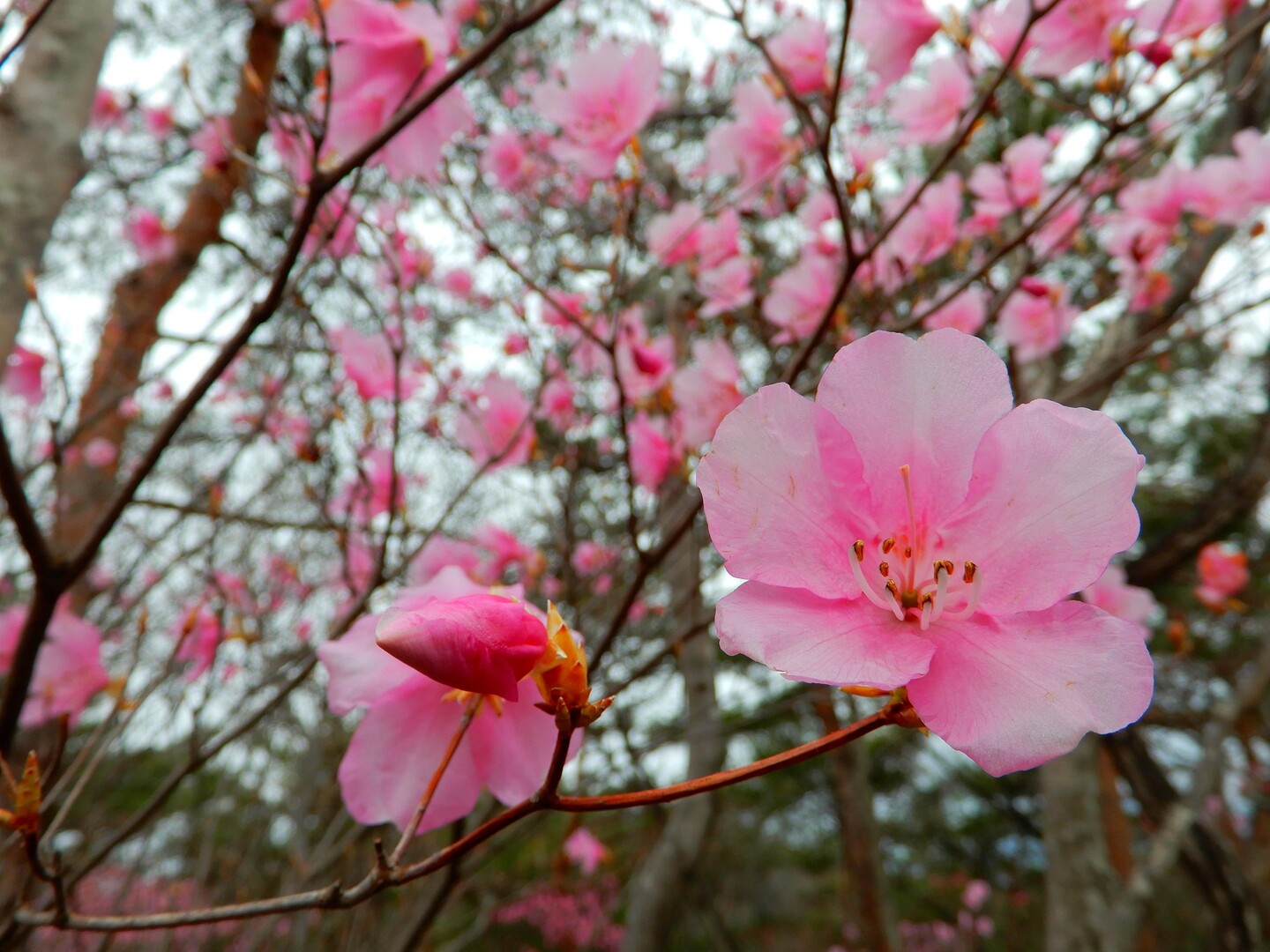 吾妻下山からヤシオ山へ赤ヤシオ / ダンさんの鳴神山・吾妻山の活動日記 | YAMAP / ヤマップ