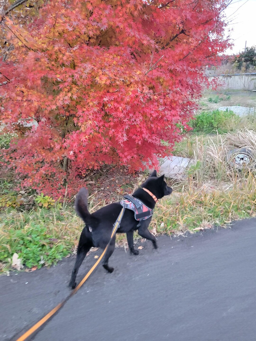 山トレ🏃‍♂️、シシラン🐕‍🦺 / baseさんのランニングの活動データ | YAMAP / ヤマップ