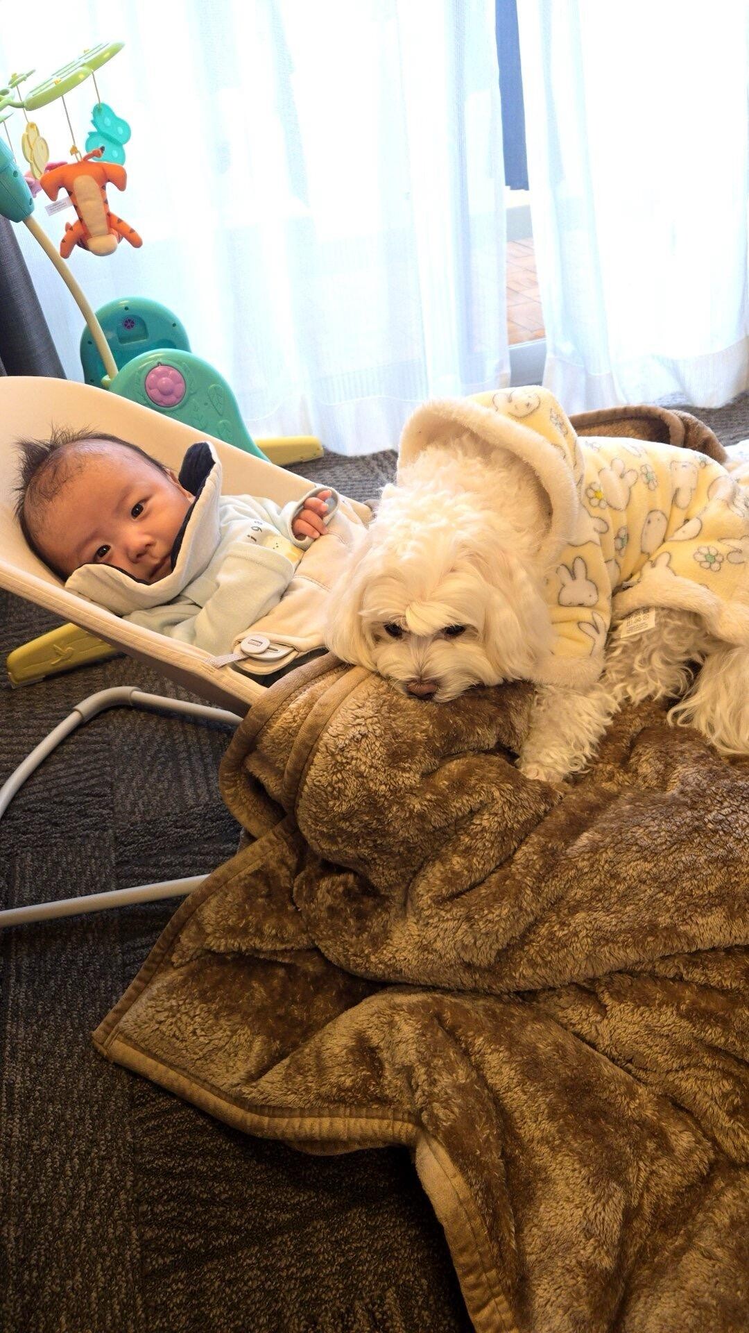 孫とワンコ ふたりは仲良し😊😍 正月... / ken-3さんのモーメント | YAMAP / ヤマップ