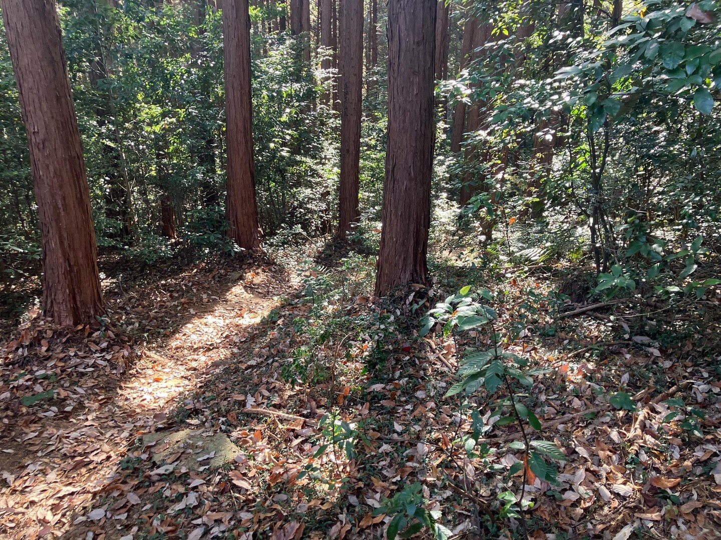 taoさんの投稿したフィールドメモ | YAMAP / ヤマップ