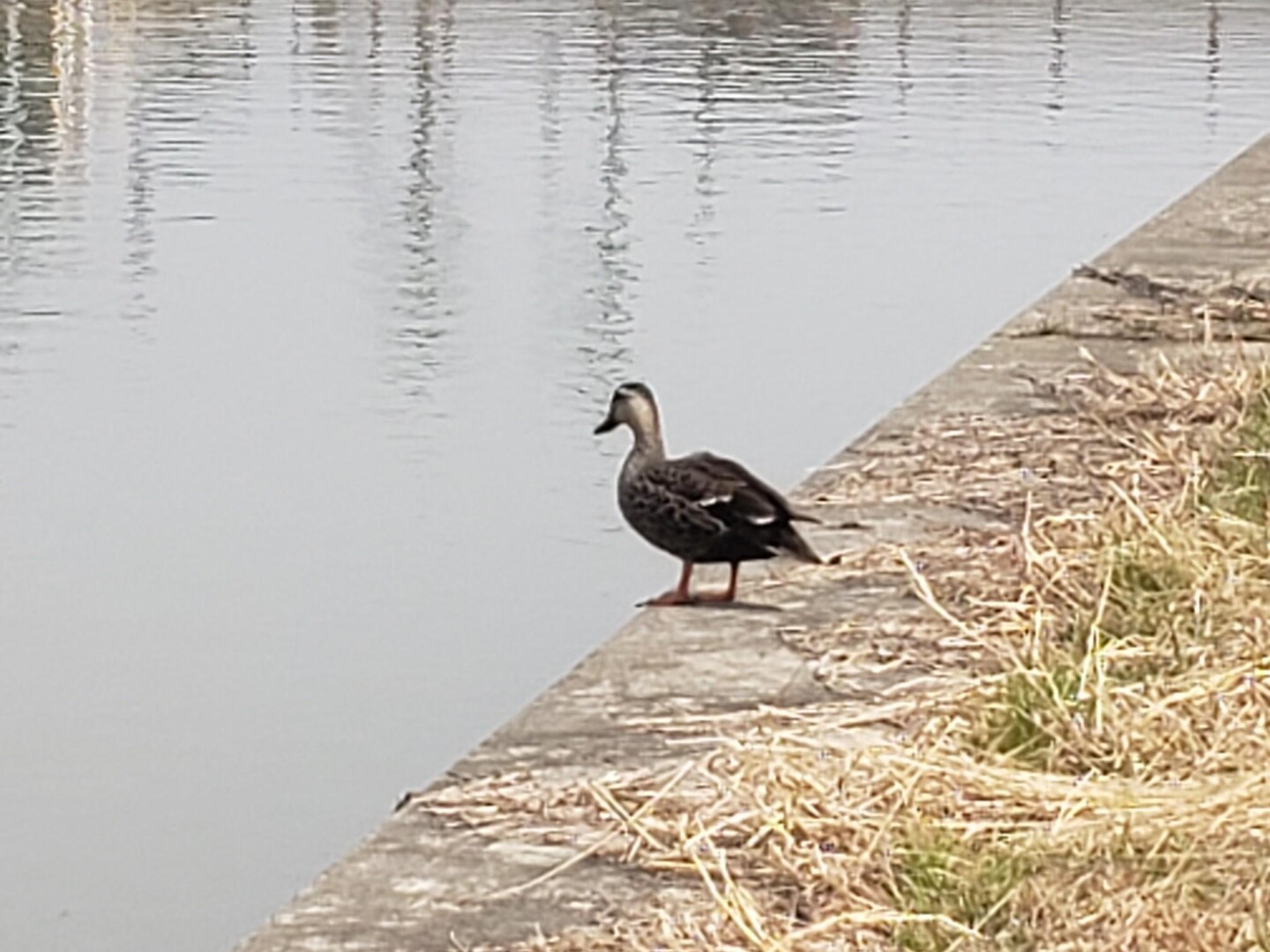 春を探してトボトボと / Kichyさんのモーメント | YAMAP / ヤマップ