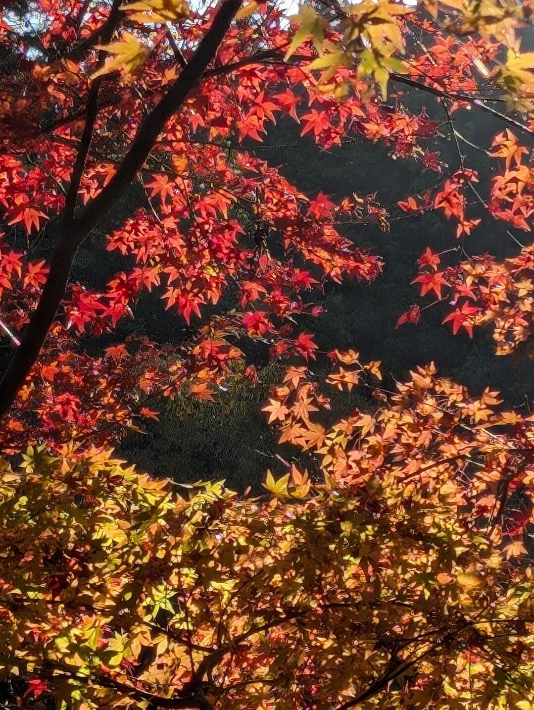 中山渓~豊ヶ岳 / k501さんの華山の活動データ | YAMAP / ヤマップ