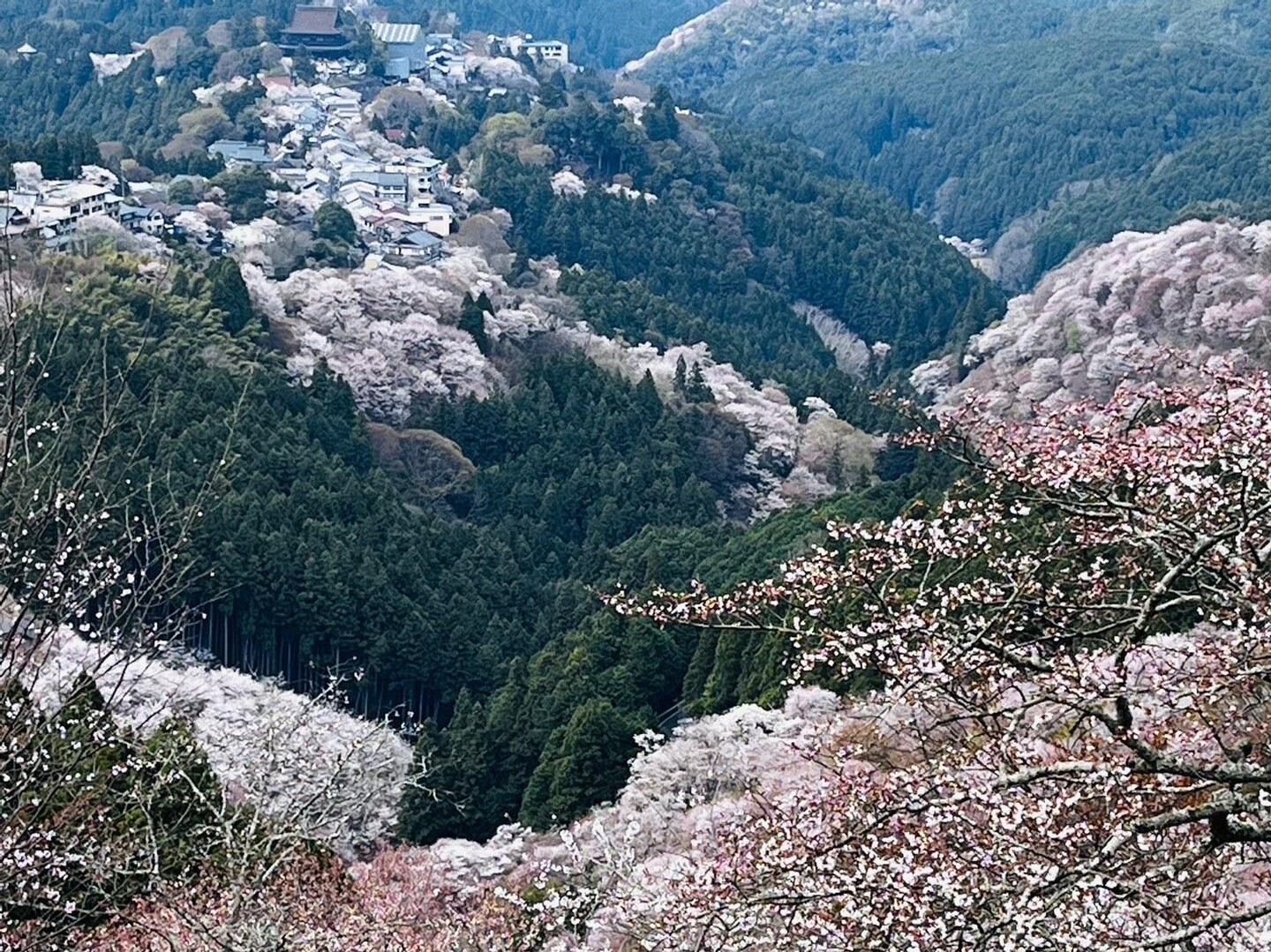 吉野山・上千本桜 / minnさんの吉野山・青根ヶ峰・百貝岳の活動データ | YAMAP / ヤマップ