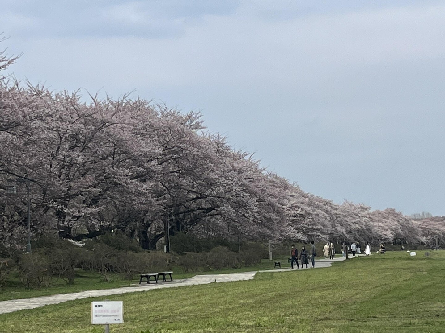 R5.4.5 北上展勝地🌸 まだ五分咲... / かつすけさんのモーメント | YAMAP / ヤマップ