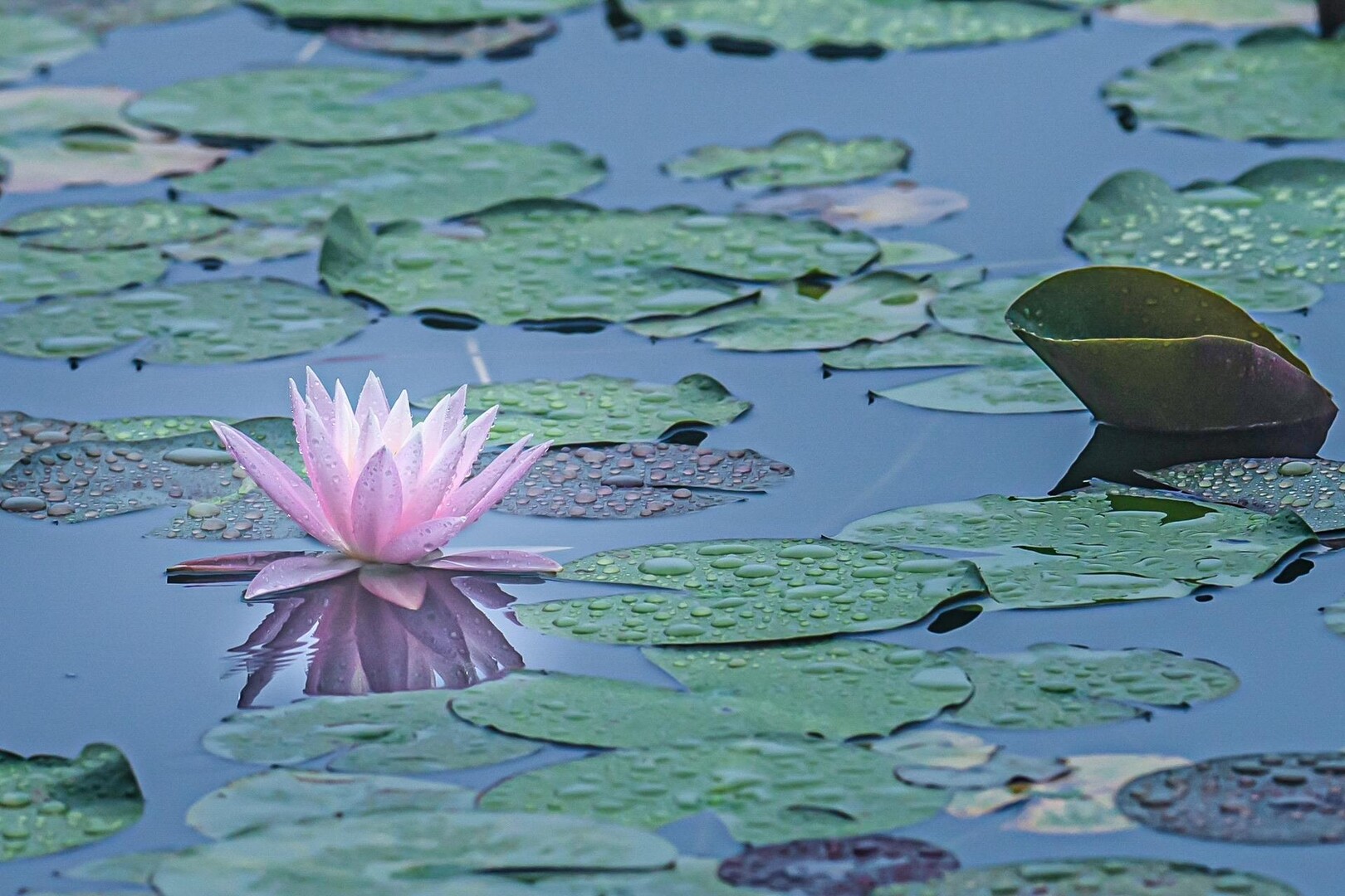 極楽寺山 / Gakuさんの極楽寺山の活動データ | YAMAP / ヤマップ