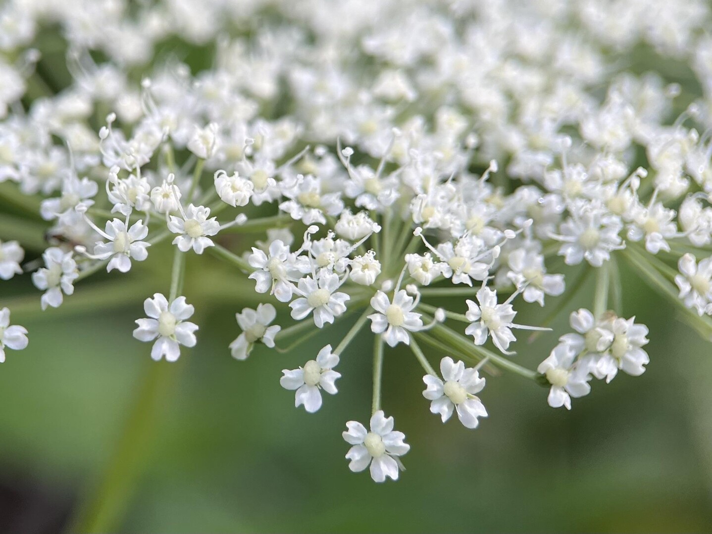 気になっていた月山の石跳沢(装束場)コー... / shanneiさんのモーメント | YAMAP / ヤマップ