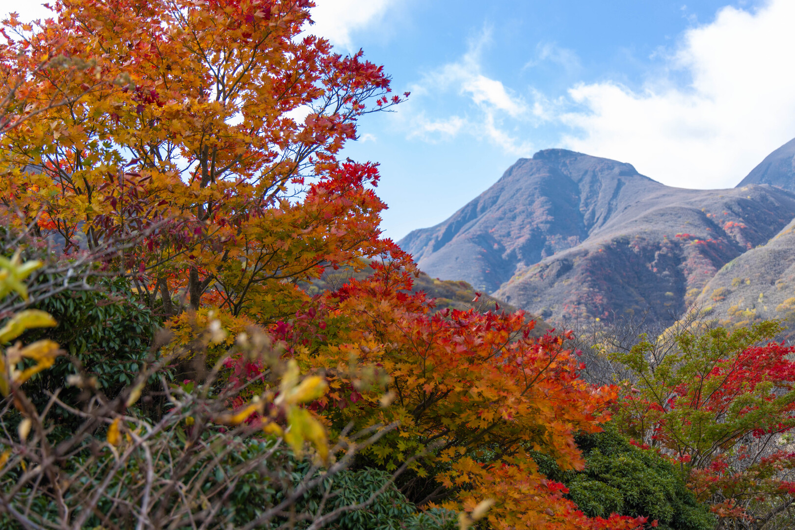 素敵な紅葉、大船山へ のはずが、、、 / daisagan さんの九重山（久住山）・大船山・星生山の活動データ | YAMAP / ヤマップ