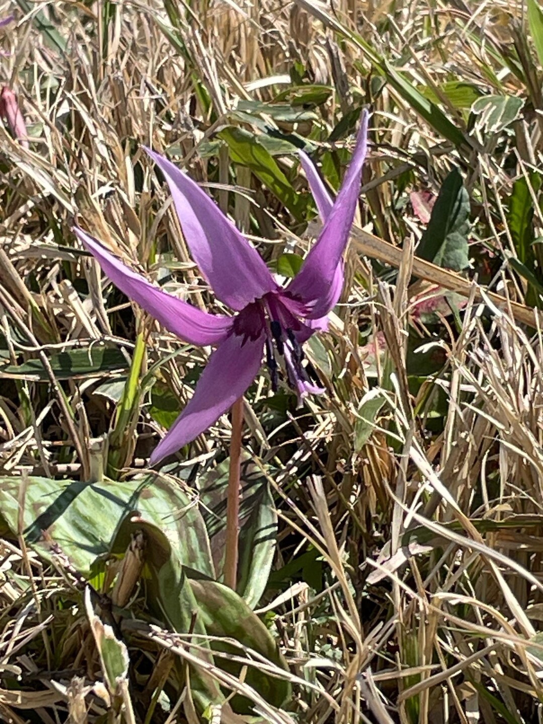 「船通山」 / gun グンさんの船通山・玉峰山の活動データ | YAMAP / ヤマップ