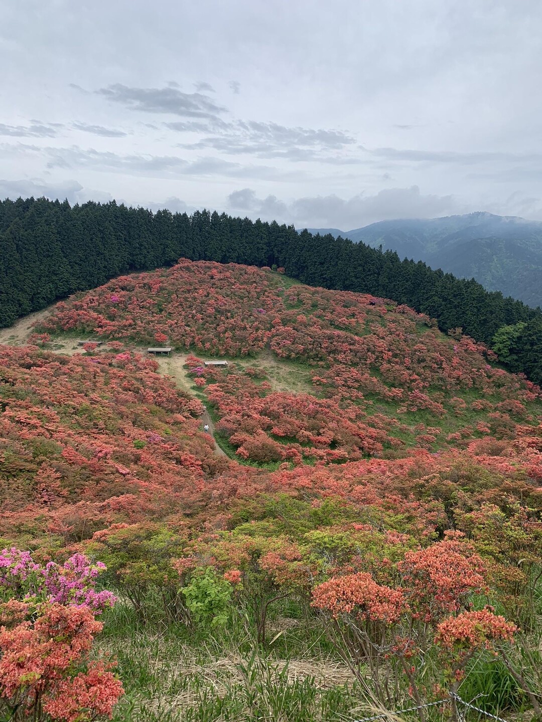 大和葛城山🌺今日のツツジは？ こんな感じ / ヒデ1967さんの金剛山・二上山・大和葛城山の活動データ | YAMAP / ヤマップ