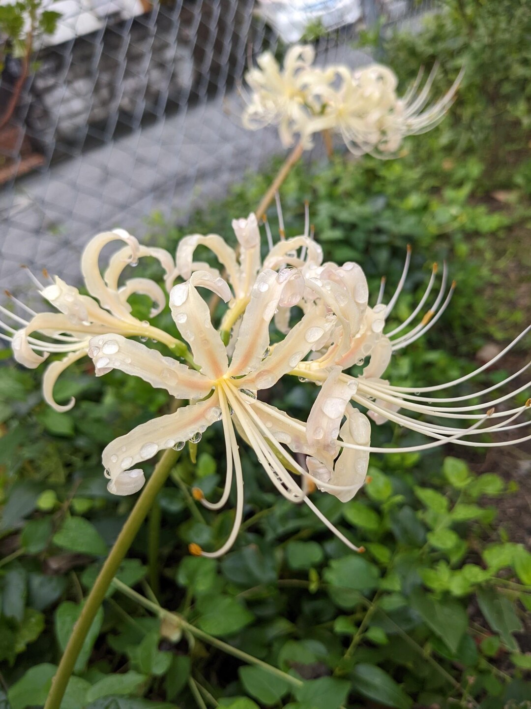 日曜日のお天気が怪しくなってきた…🙄 / masami328さんのモーメント | YAMAP / ヤマップ