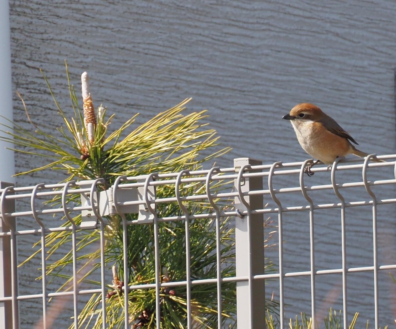 綱敷天満宮🌸 / kozza（こざ）しばらくYA MAP休止中zzzさんのウォーキングの活動データ | YAMAP / ヤマップ