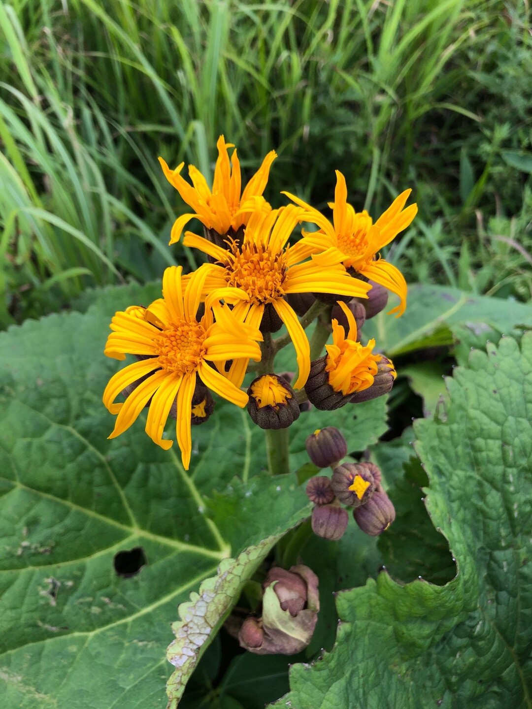 鉢伏山・高ボッチ山 / yokiyojiさんの鉢伏山・高ボッチ山・三峰山の活動データ | YAMAP / ヤマップ