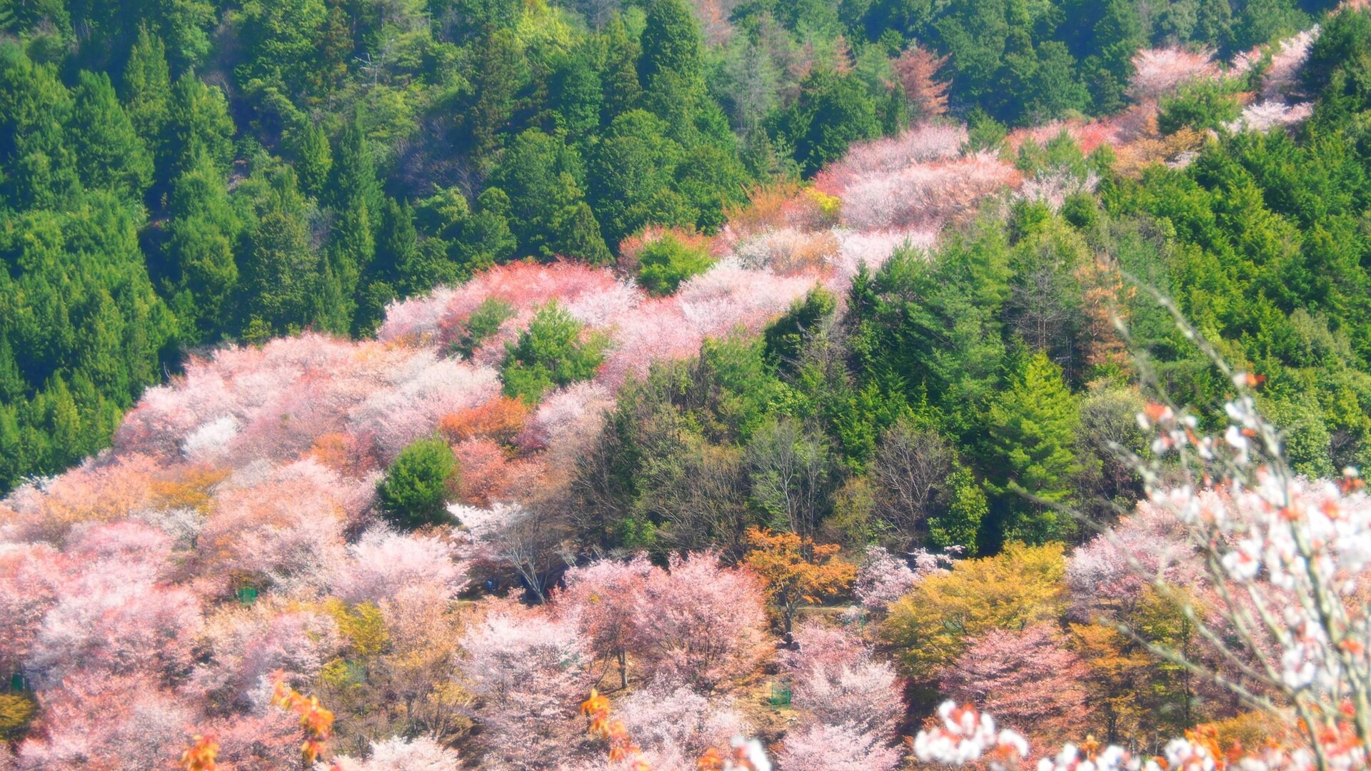 高城山 / r.moさんの吉野山・青根ヶ峰・百貝岳の活動データ | YAMAP / ヤマップ