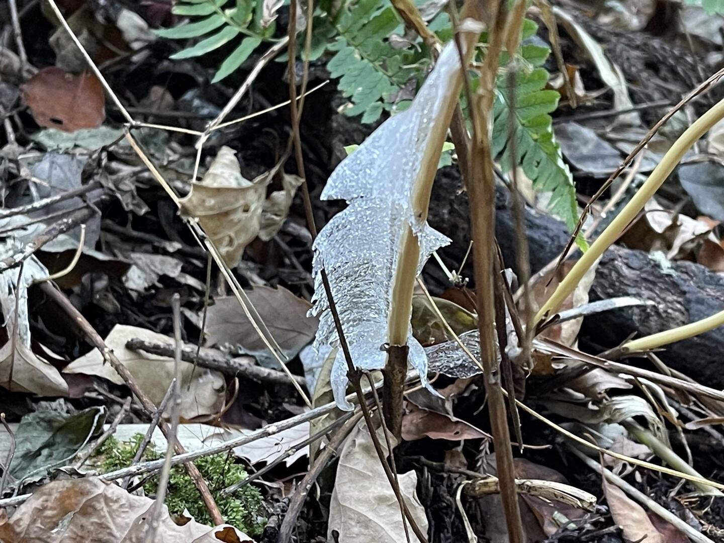 2025登り初め シモバシラ 富士山 薬... / Sam55さんのモーメント | YAMAP / ヤマップ