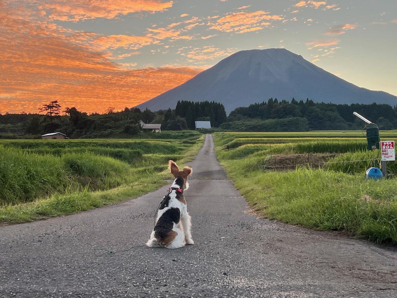 晴天の大山（弥山） / masa omoさんの大山・甲ヶ山・野田ヶ山の活動データ | YAMAP / ヤマップ