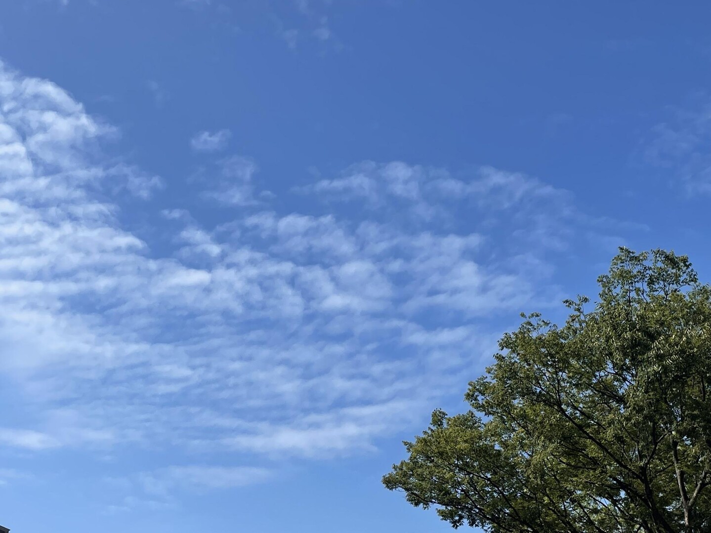 ビボラン。 少しづつ秋を感じる空気です。... / うめこさんのモーメント | YAMAP / ヤマップ