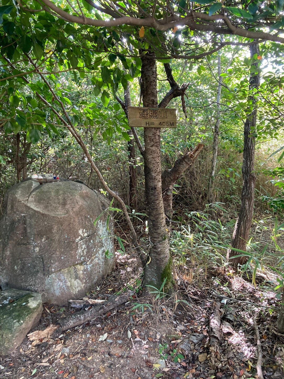 遙照山 / bambooさんの遙照山の活動データ | YAMAP / ヤマップ