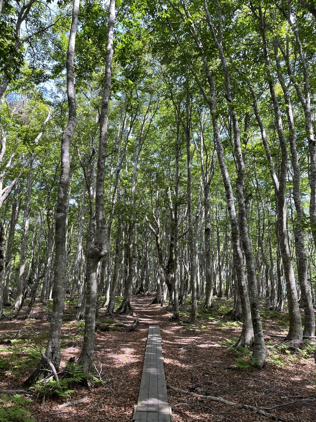 大好きな【扇ノ山】🩵山陰海岸 / MIKOさんの扇ノ山の活動データ | YAMAP / ヤマップ