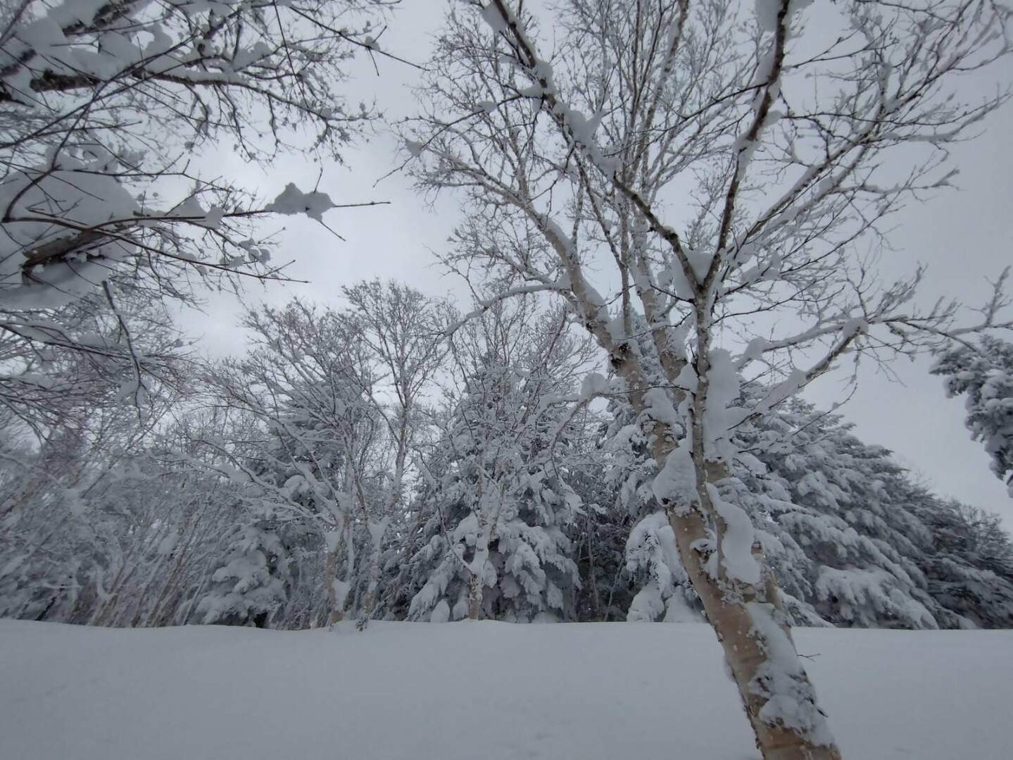 代打 音江 / 2053mさんの音江山・沖里河山の活動データ | YAMAP / ヤマップ