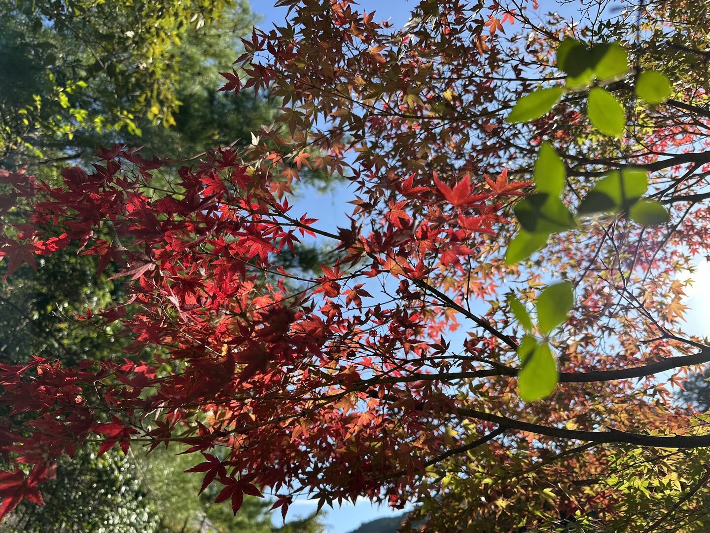 稲荷山・弓張岳・岩石山 / tiroさんの岩石山（岩石城）の活動データ | YAMAP / ヤマップ