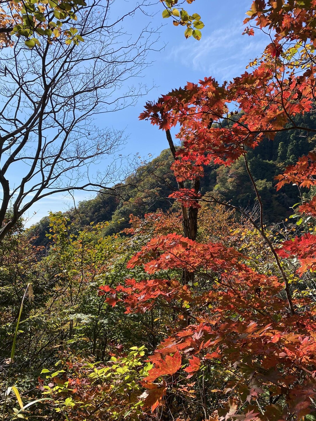 弥彦山 / mamoさんの弥彦山・多宝山・雨乞山の活動データ | YAMAP / ヤマップ