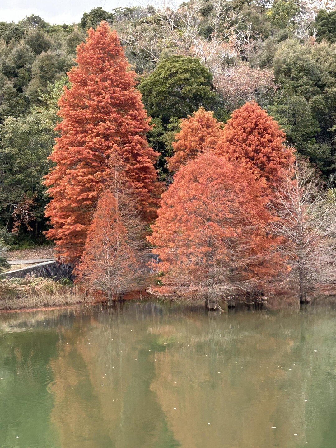 江汐公園LSD 2024-12-16 / けるまさんの菩提寺山の活動データ | YAMAP / ヤマップ