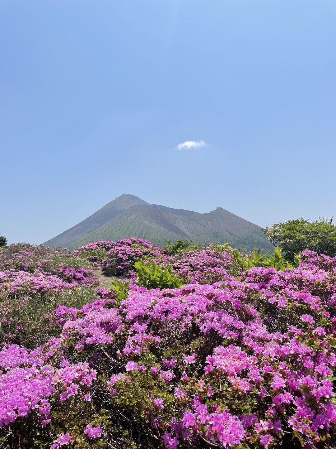 中岳中腹探勝路🌸2023-05-16 / mimiさんの霧島山・韓国岳・高千穂峰・夷守岳・烏帽子岳の活動データ | YAMAP / ヤマップ