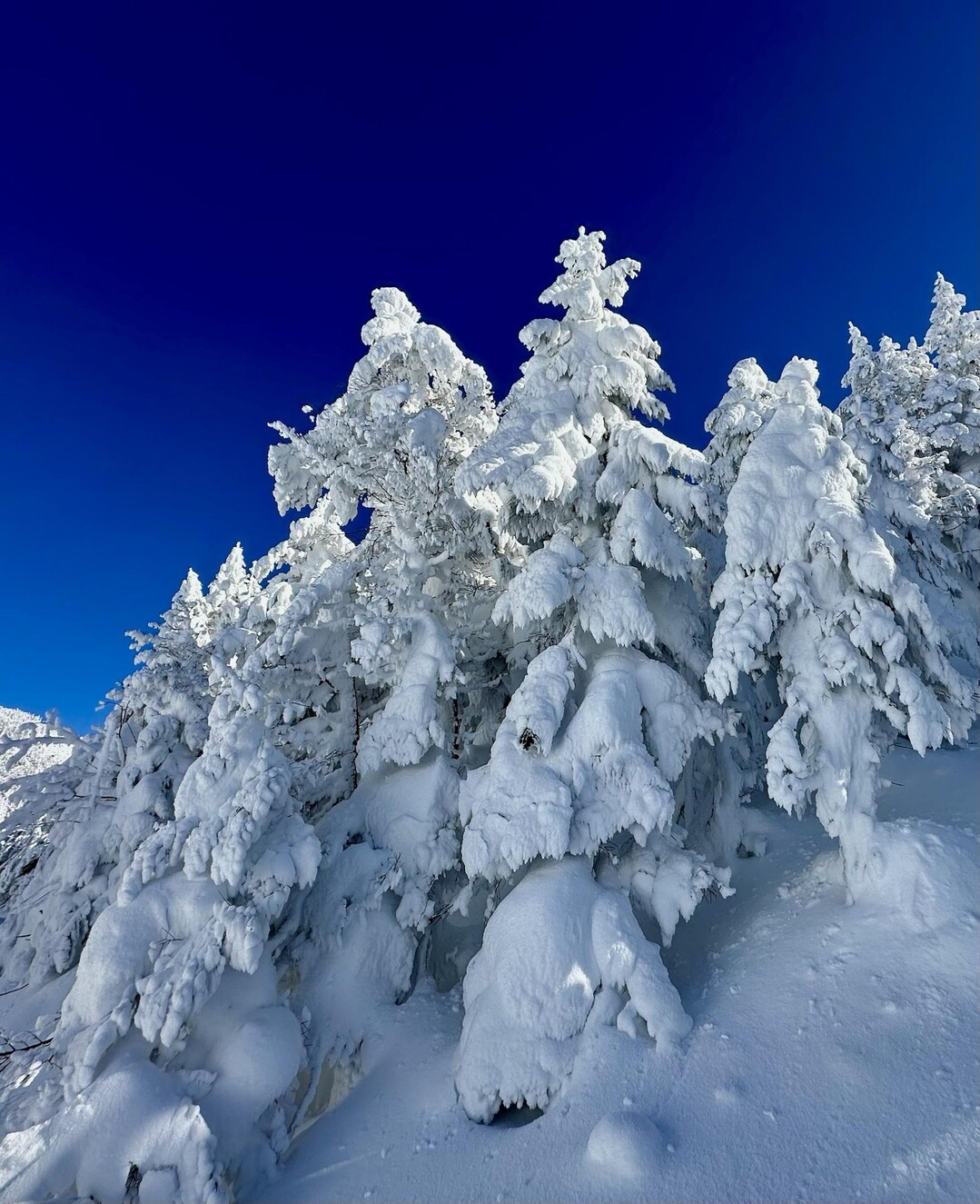 スノモンに逢いたくて👻坪庭界隈 / aayanさんの蓼科山・横岳・縞枯山の活動データ | YAMAP / ヤマップ