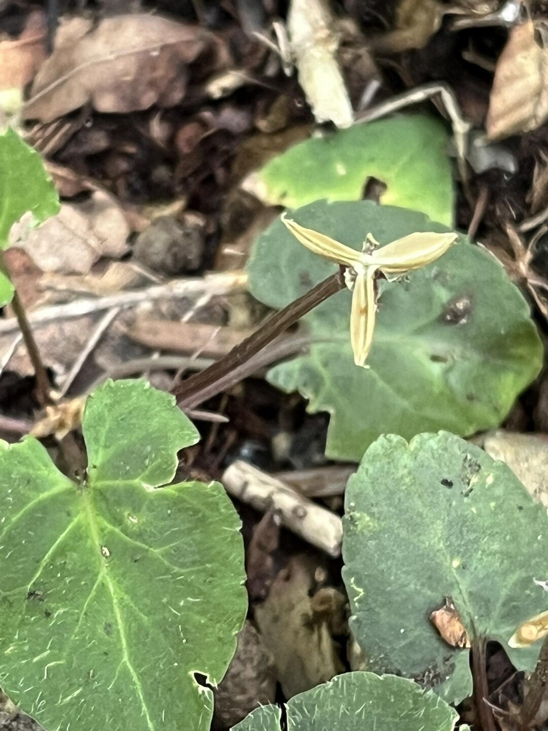 新湯富士（塩原富士山） / hanさんの新湯富士（塩原富士山）・前黒山の活動データ | YAMAP / ヤマップ