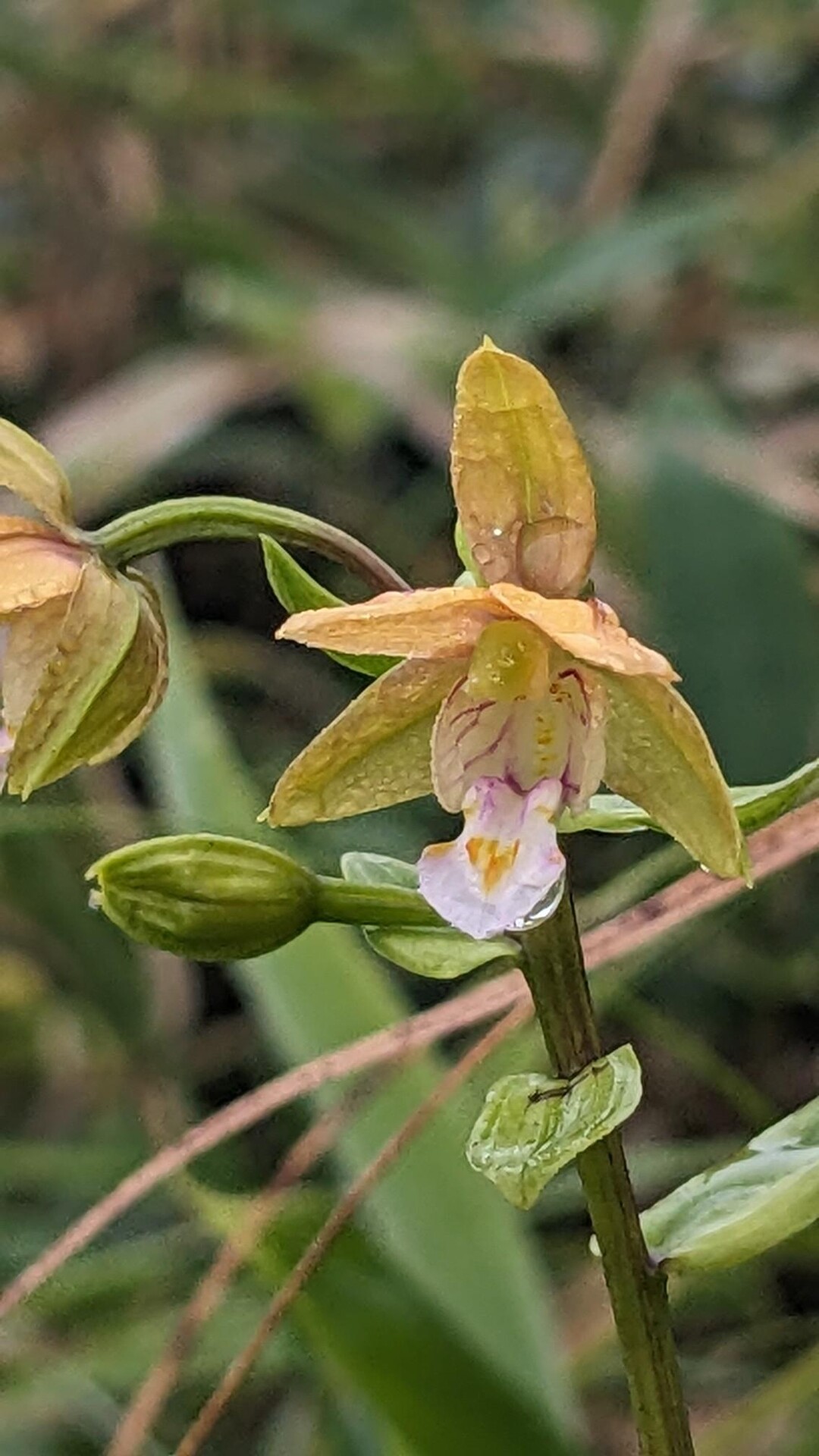 天山の柿蘭 / ima3さんの天山の活動データ | YAMAP / ヤマップ