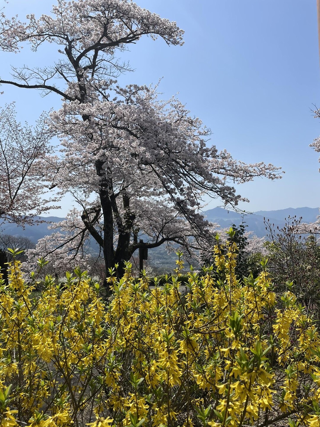 桜の山第②弾♡簑山(美の山) / yukirin♡さんの簑山の活動データ | YAMAP / ヤマップ