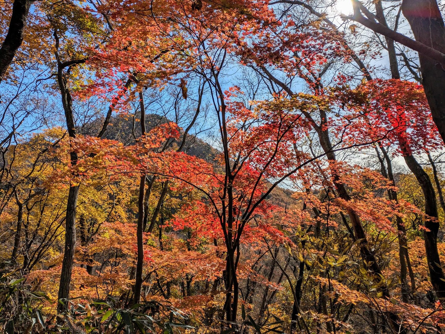 2024.11.23 七ツ森七薬師掛け / mokoさんの七ツ森の活動データ | YAMAP / ヤマップ