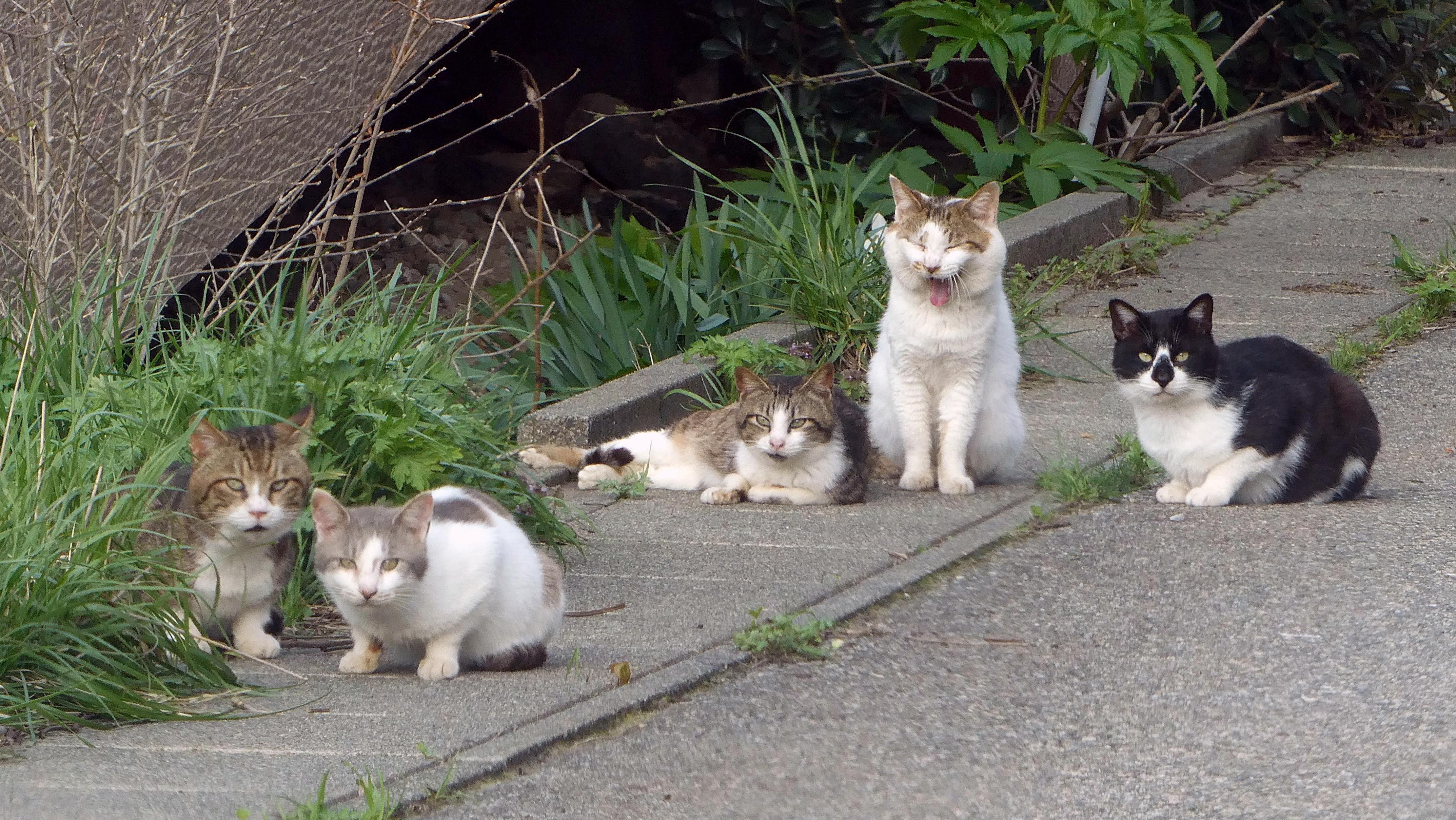 20250419 1st 荒倉山 with 奥 / nnagadamamafiさんの高館山・荒倉山の活動データ | YAMAP / ヤマップ