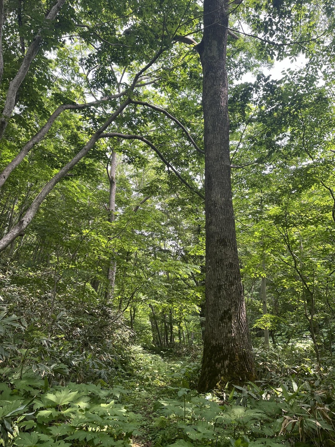 盤渓山トレイル / waaさんの砥石山・青山の活動データ | YAMAP / ヤマップ