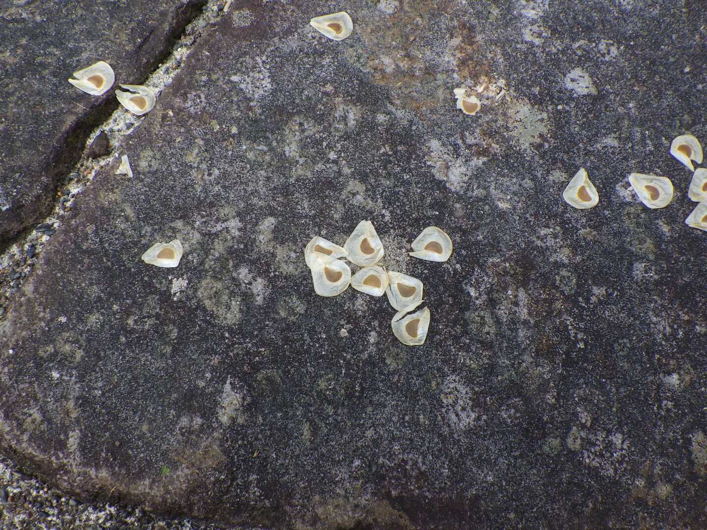 秋曇の函館山 / hynkさんの函館山の活動データ | YAMAP / ヤマップ