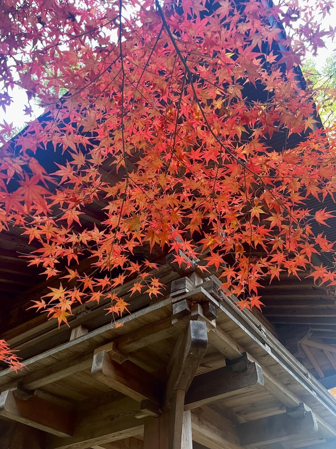 真っ赤っか♥️ / Kei707さんのモーメント | YAMAP / ヤマップ