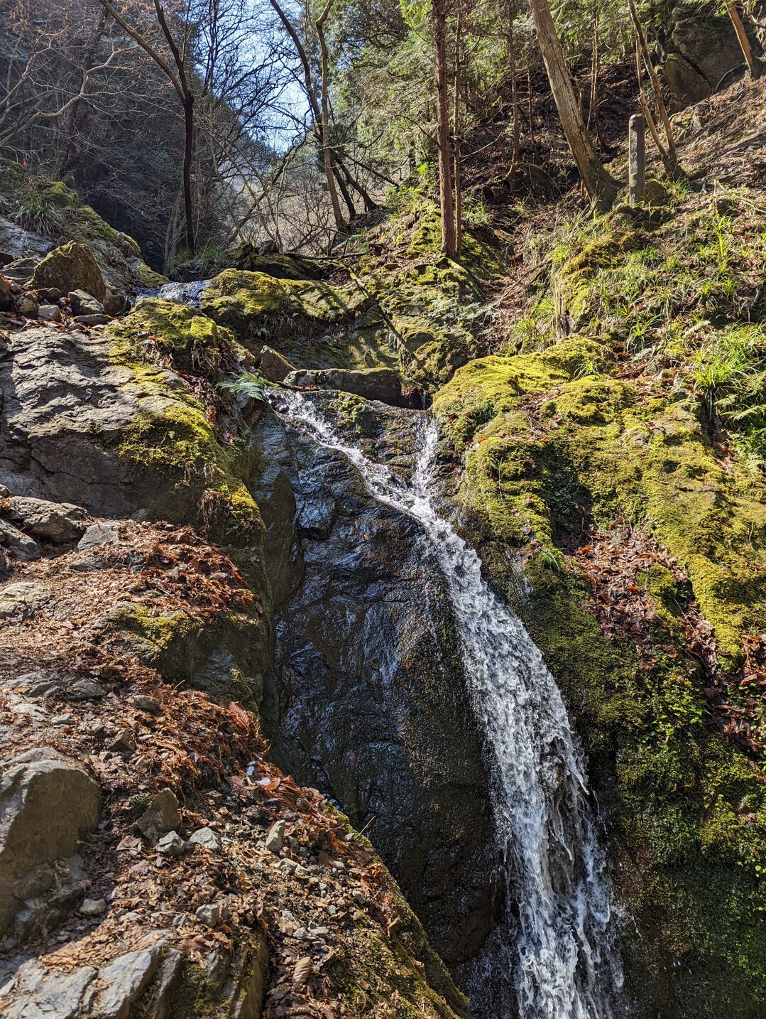 棒ノ嶺(棒ノ折山) / toshiさんの棒ノ折山（棒ノ嶺）の活動データ | YAMAP / ヤマップ