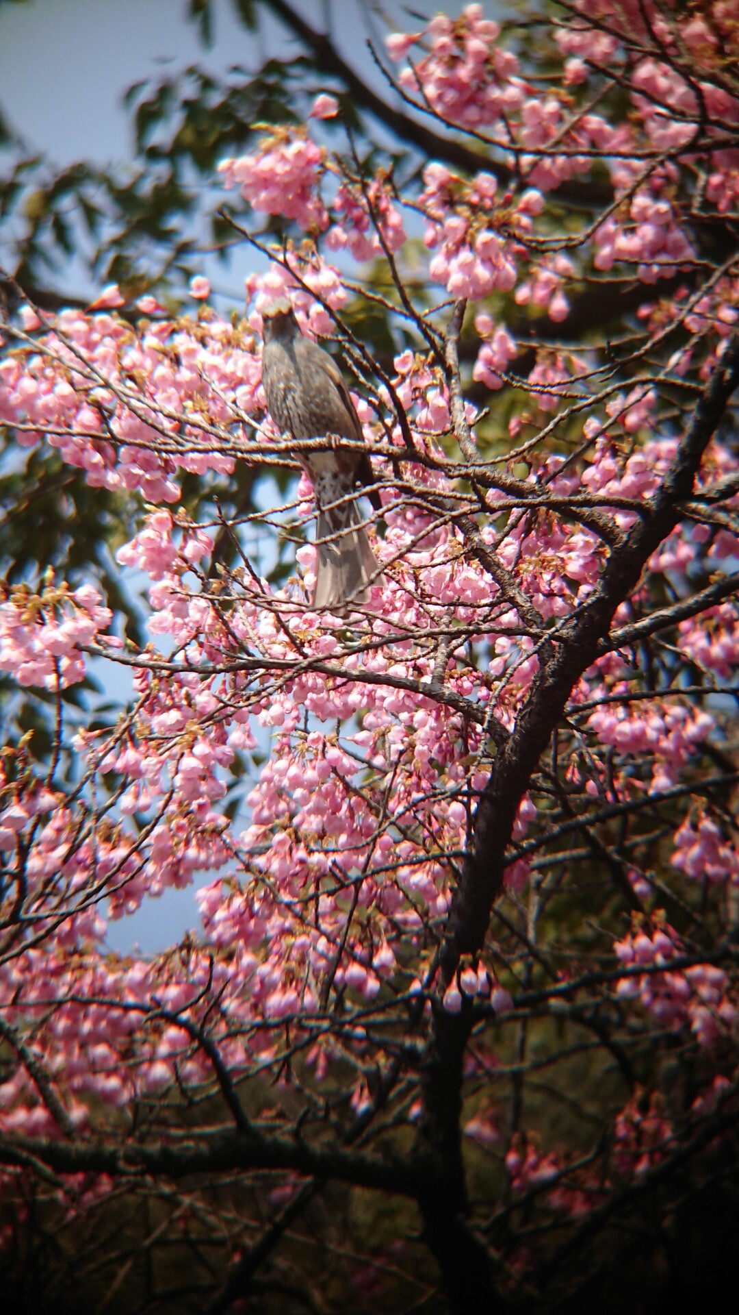 満開のひかんざくらにヒヨドリ 離宮公園と... / kinu235（きぬ）さんのモーメント | YAMAP / ヤマップ