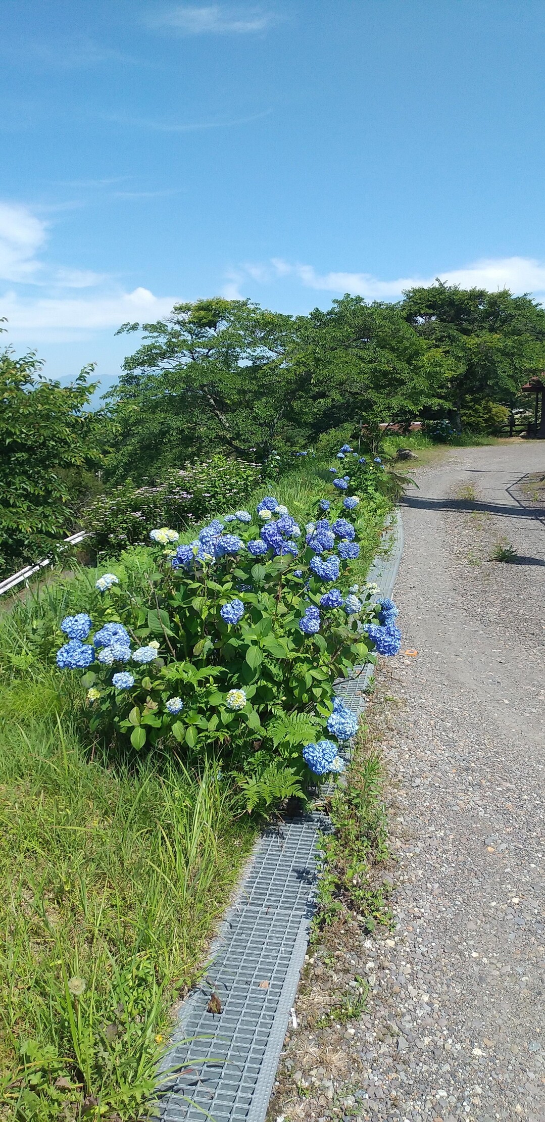 御亭山-2023-06-17 / Shuさんの御亭山の活動データ | YAMAP / ヤマップ