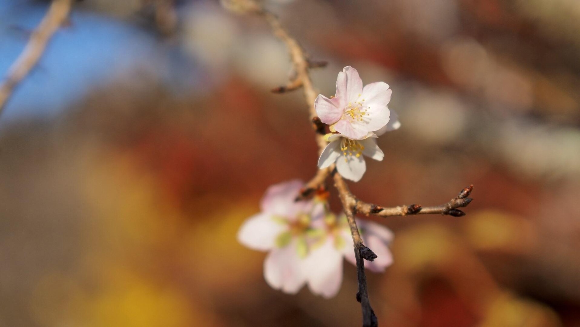 四季桜を見に豊田へ 朝の公園は静か良いで... / asimkさんのモーメント | YAMAP / ヤマップ