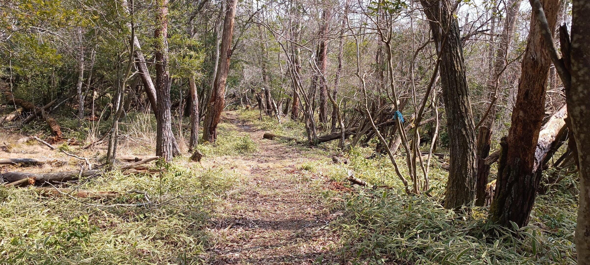 神君伊賀越チョットの甲賀越え / walkinさんの岩尾山の活動データ | YAMAP / ヤマップ