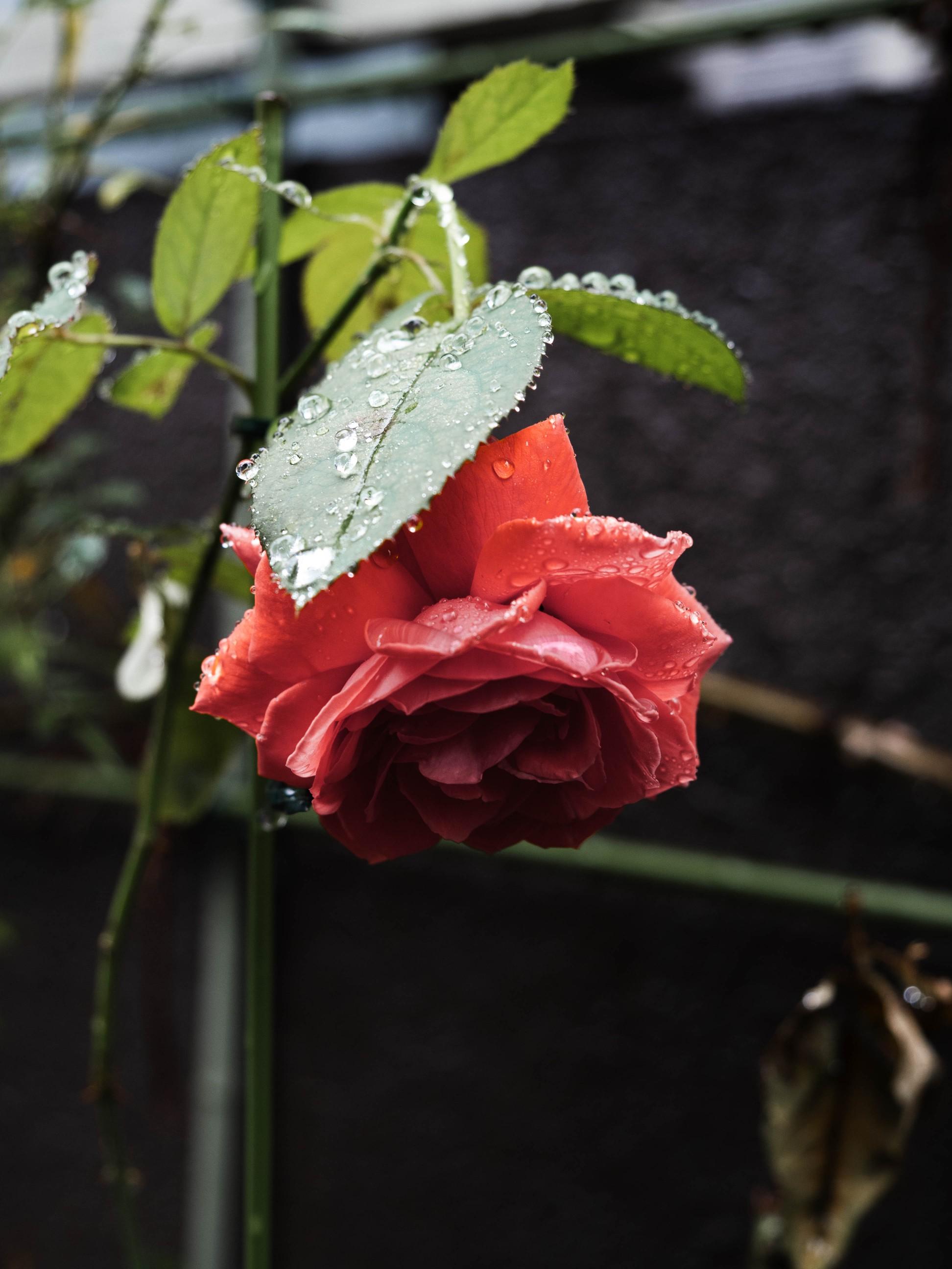 以前手放したこのレンズを買い戻しました。... / Okamonさんのモーメント | YAMAP / ヤマップ